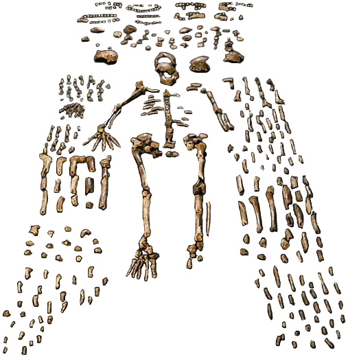 Genus Homo